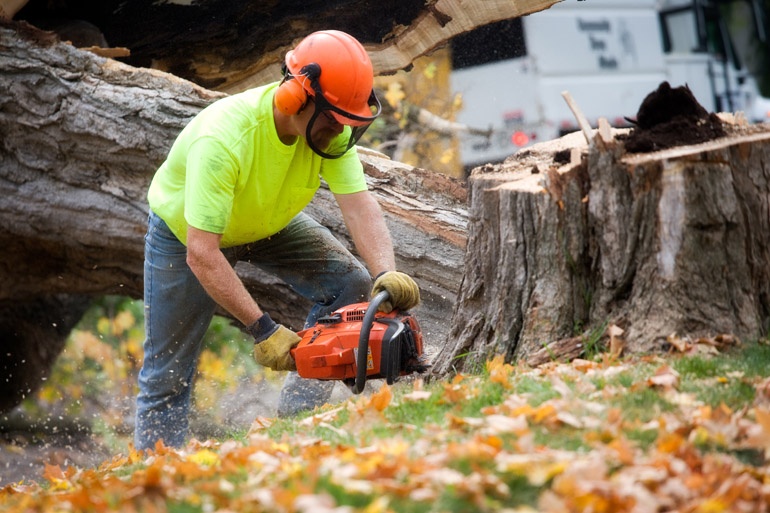 OSHA® 2018 Update: New Regulatory Plans, Guidance on Tree Care Hazards